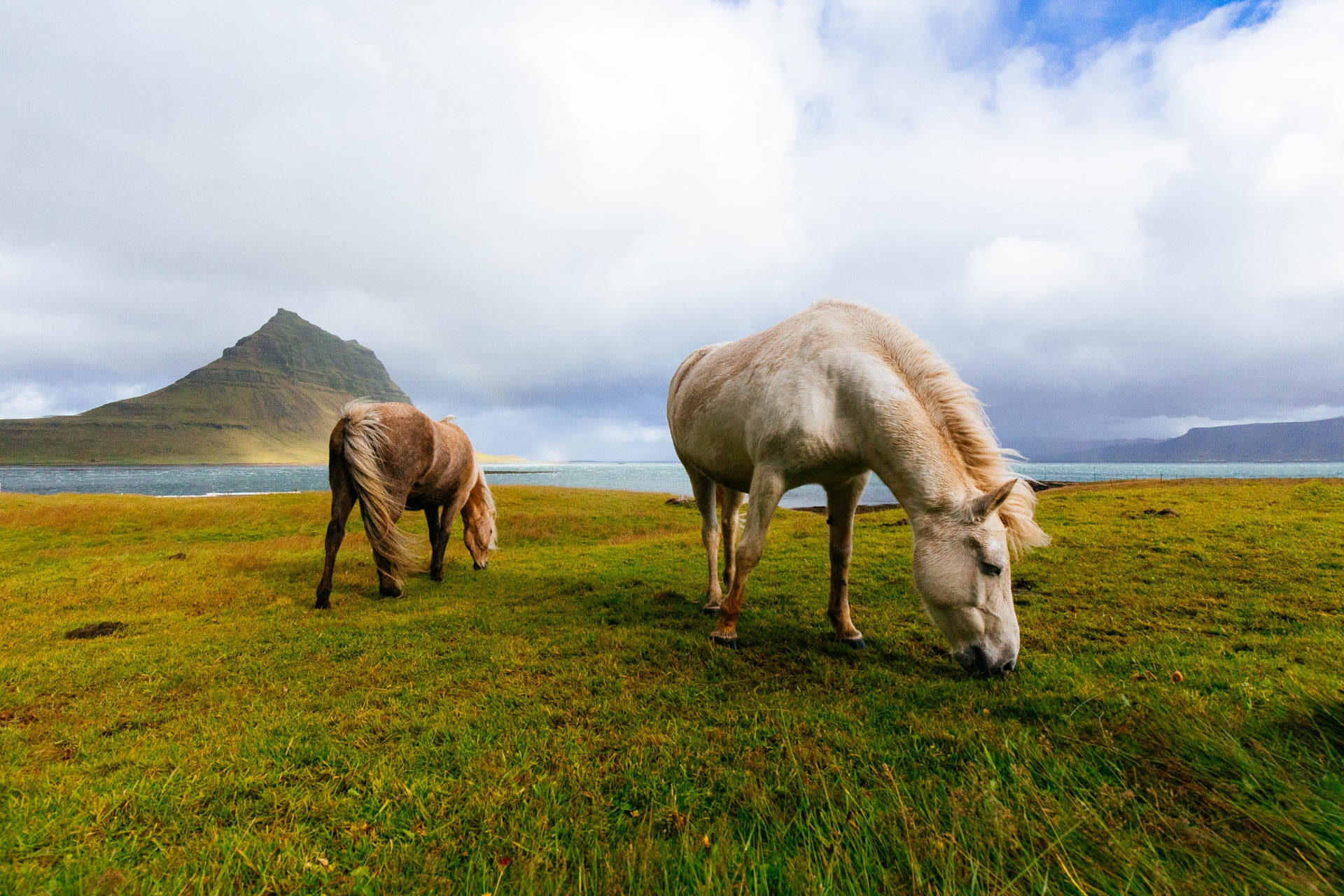 Everything You Need to Know About Icelandic Horses - Iceland with a View