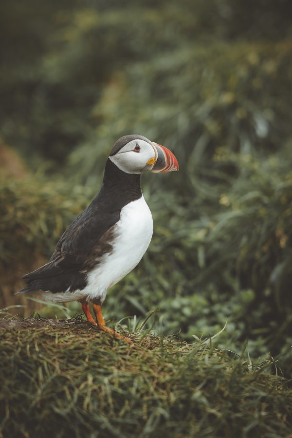 Ultimate Guide to Puffins in Iceland - Iceland with a View