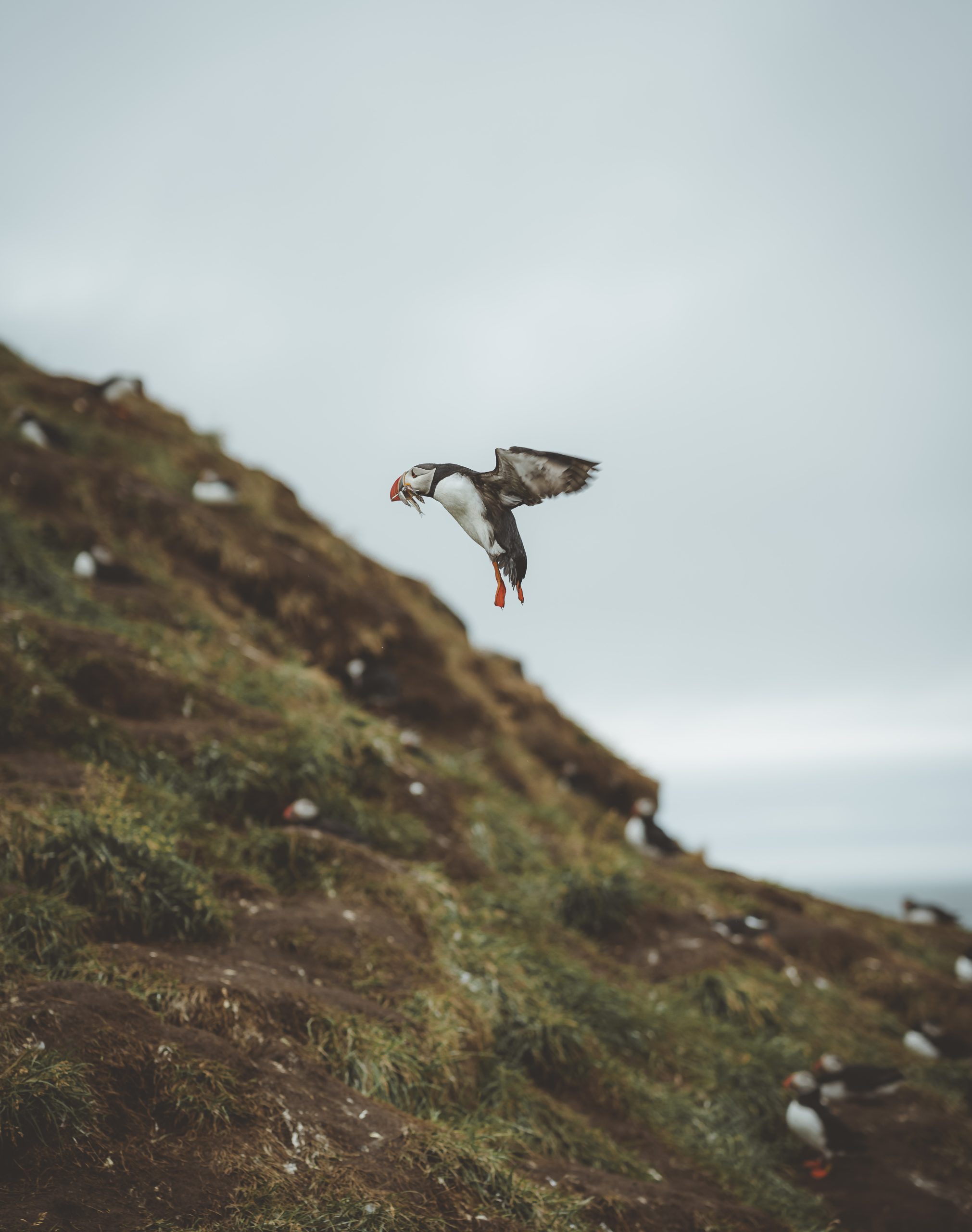 Ultimate Guide to Puffins in Iceland - Iceland with a View